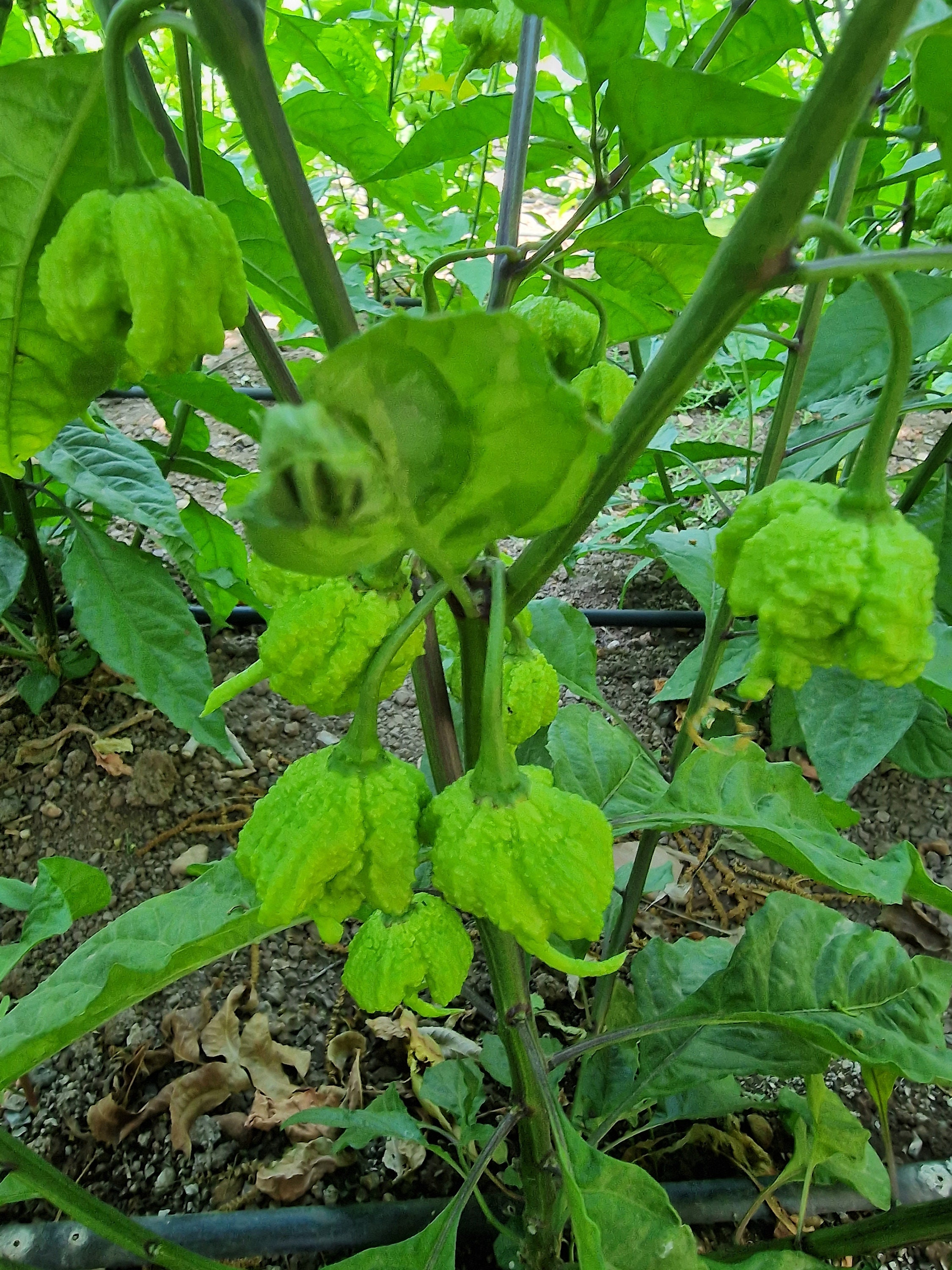 Carolina Reaper White Chilli Seeds 10 Fresh Carolina Reaper - Etsy UK
