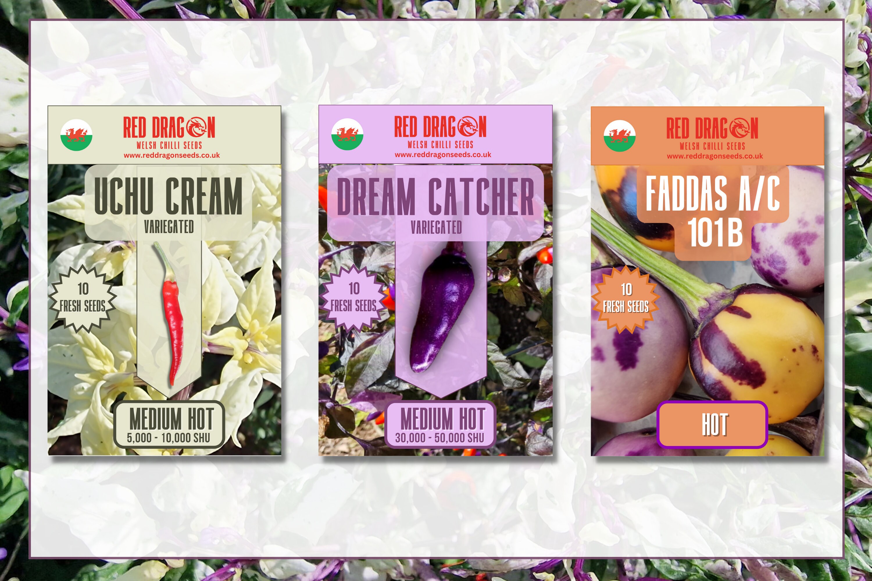 Chilli Seeds Variety Pack Beautiful, Variegated and Pretty Chilli ...