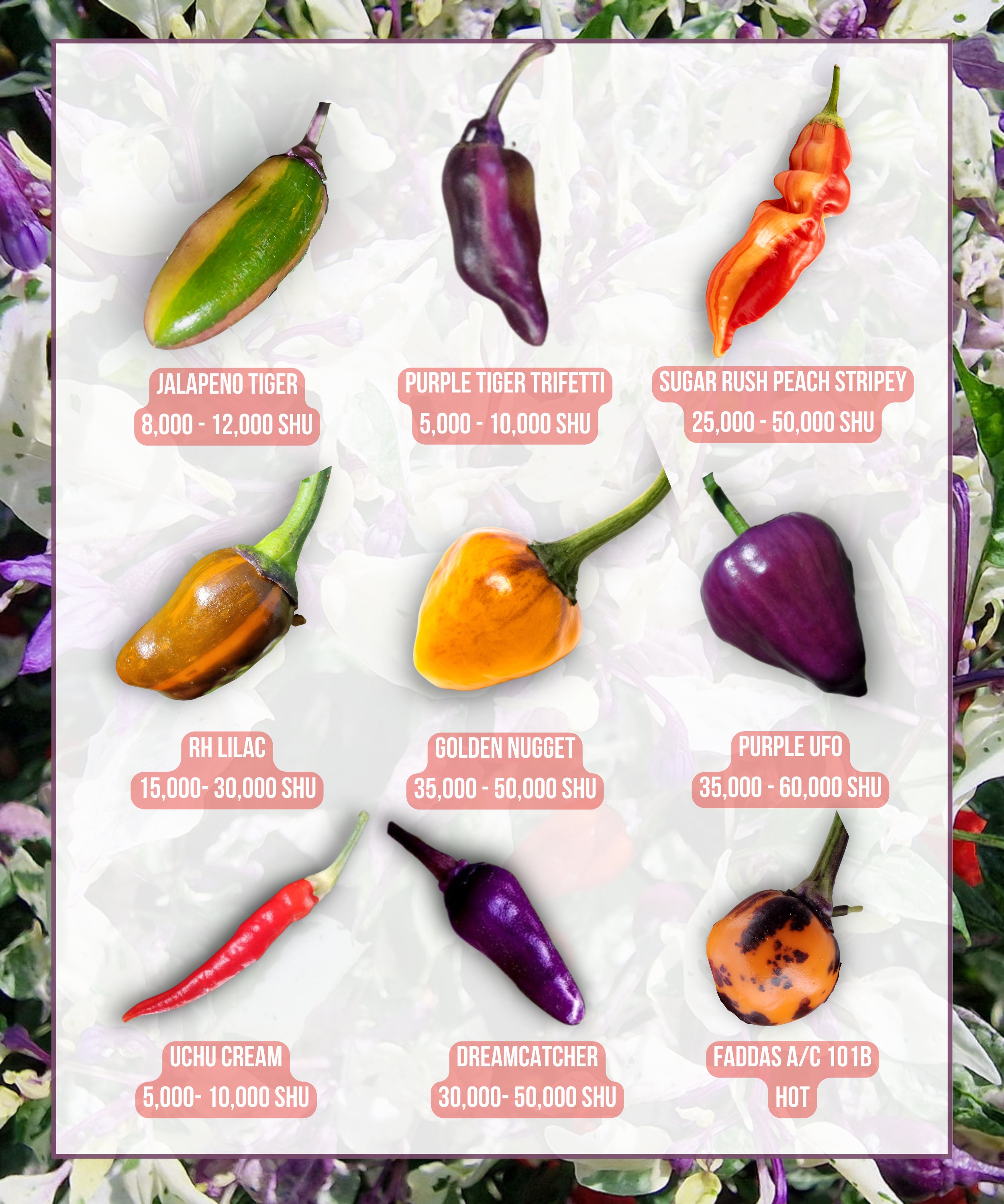 Chilli Seeds Variety Pack Beautiful, Variegated and Pretty Chilli ...
