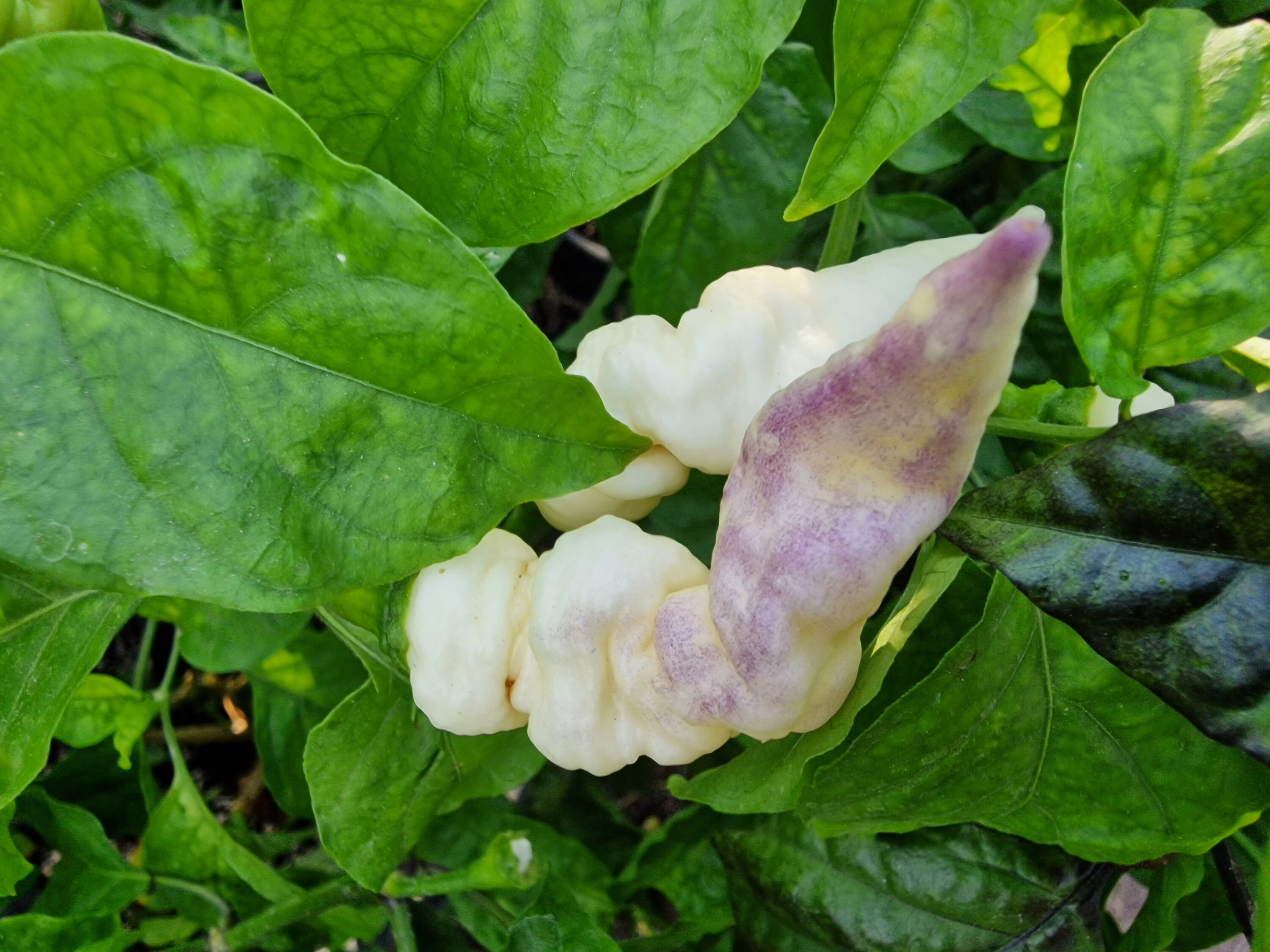 Faddas White Chilli Seeds - 10 Fresh Faddas White Pepper Seeds - Etsy ...