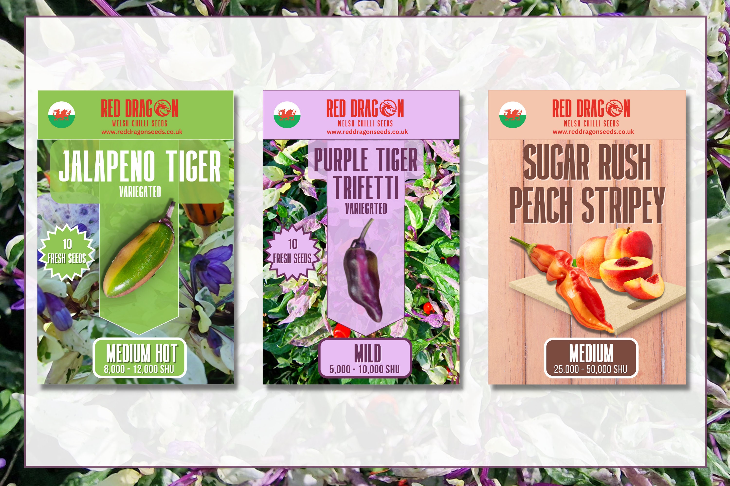 Chilli Seeds Variety Pack Beautiful, Variegated and Pretty Chilli ...