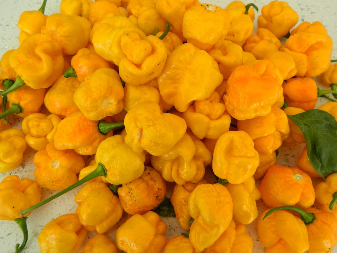 7 Pot Brain Strain Yellow Chilli Seeds - 10 Fresh 7 Pot Yellow Brain ...