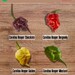 Carolina Reaper Variety Pack Chilli Seeds - 8 Colours of the Carolina ...