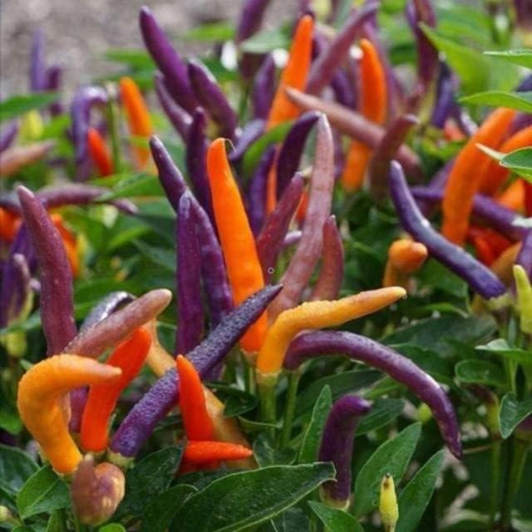 Eureka Chilli Pepper Seeds: Dwarf Variety - Colorful Pods (10 Fresh ...
