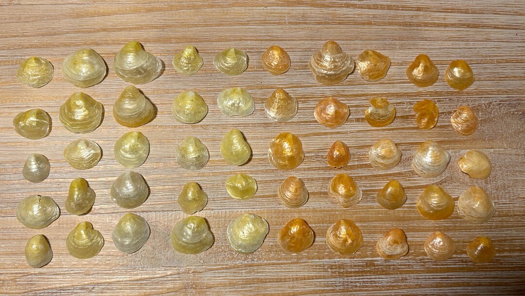 Hand Gathered Atlantic Ocean Jingle Shells. Set of 50. - Etsy