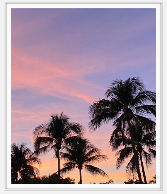 Miami Sunset Palm Trees