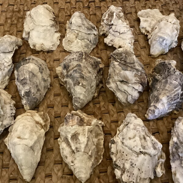 Oyster Shell - Etsy UK