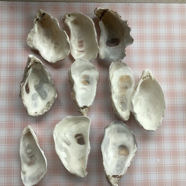 Oyster Shell - Etsy UK