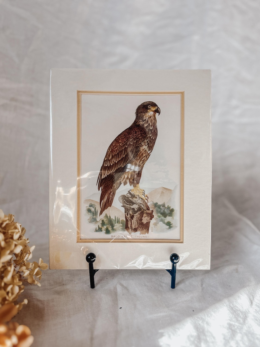 Antique Bald Eagle Lithograph With Matte - Etsy