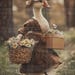 Mother Goose Cross Stitch Pattern. Instant PDF Download. 60k Stitches ...