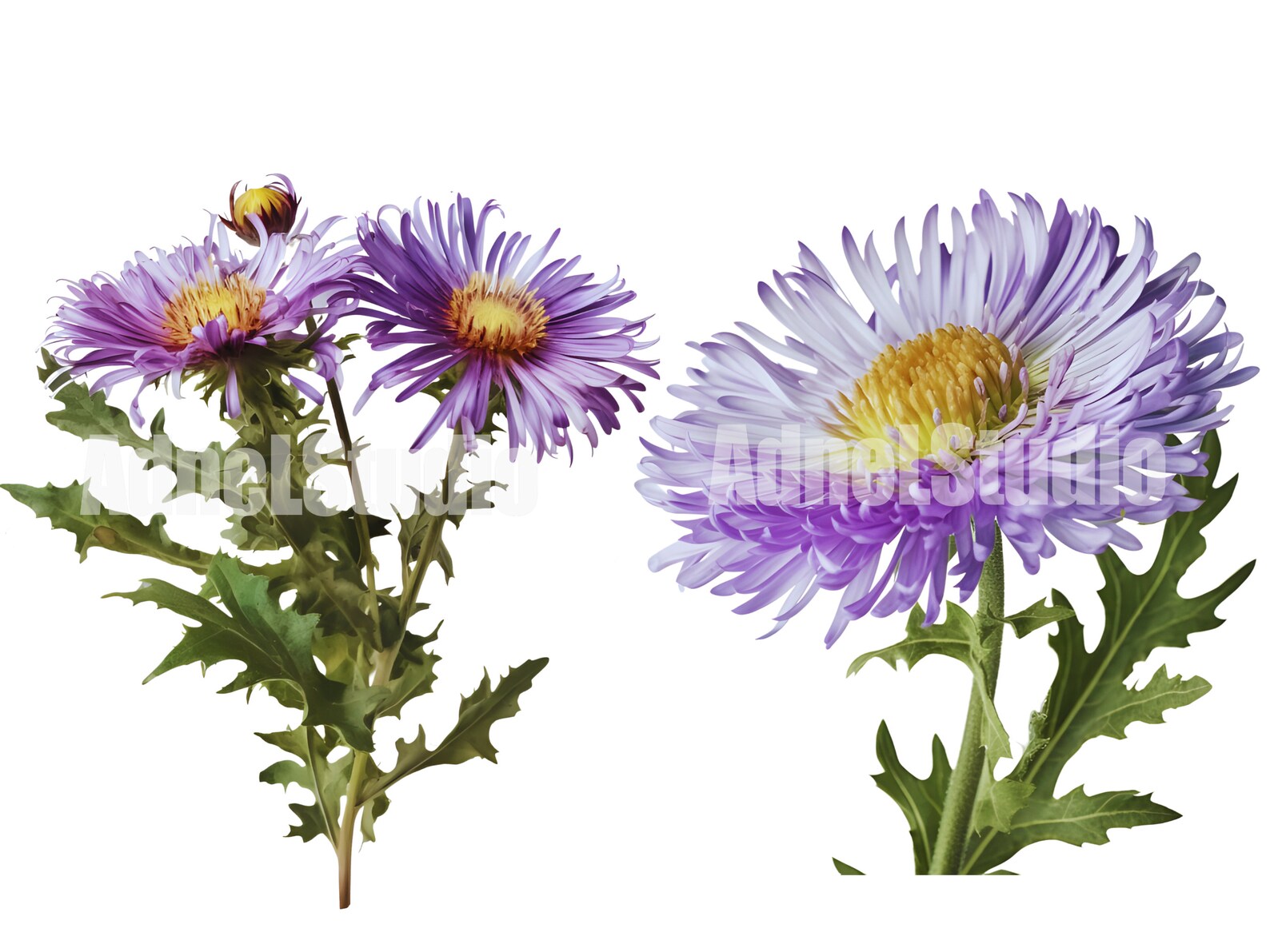 Watercolor Aster Clipart Watercolor Botanical Aster Png, Aster Flower ...