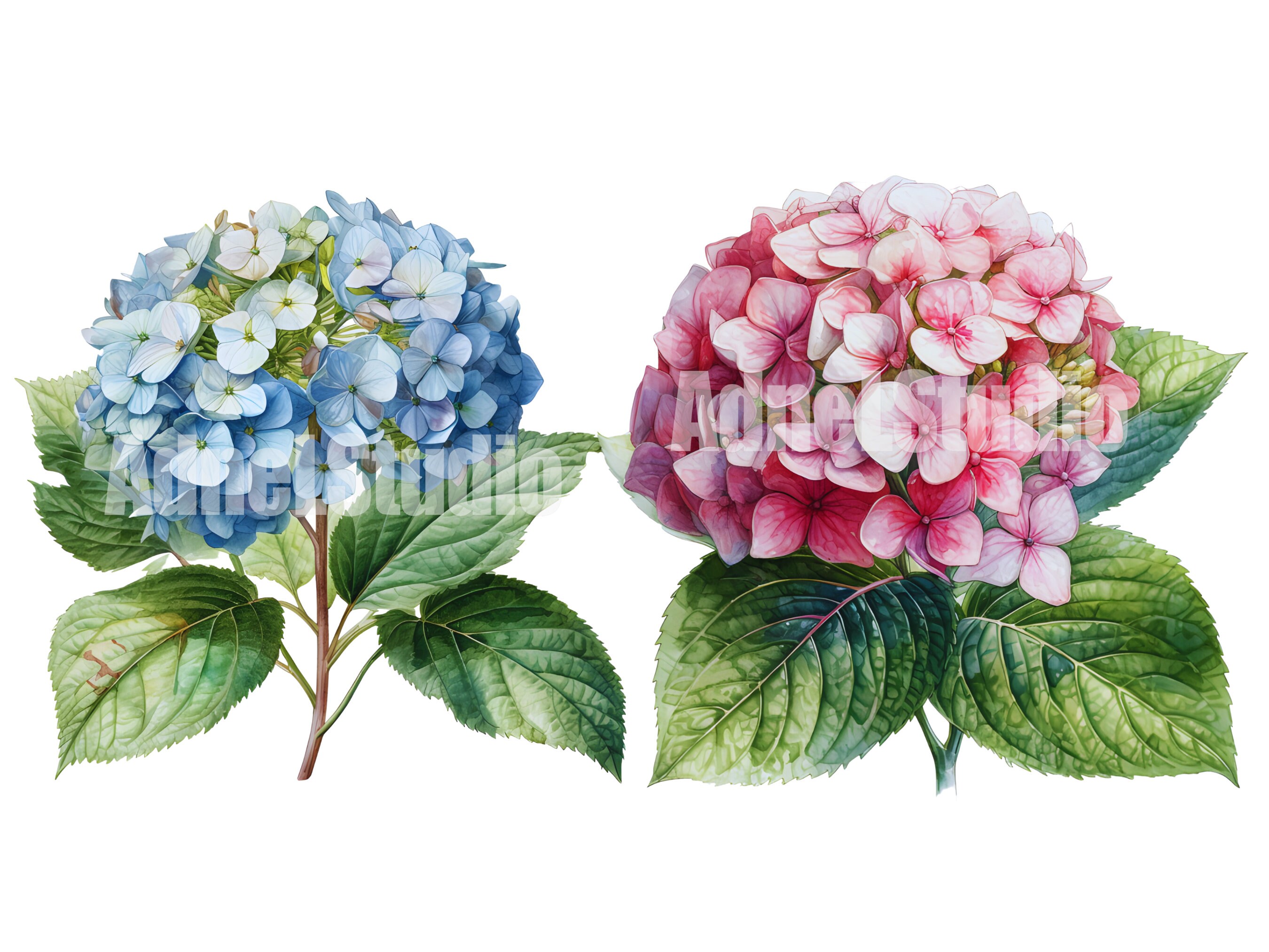 Watercolor Hydrangea Clipart - Watercolor Botanical Hydrangea Png, Wild ...
