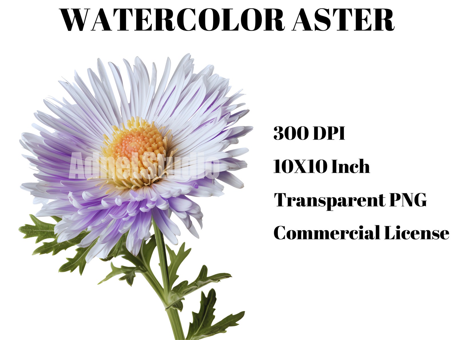 Watercolor Aster Clipart Watercolor Botanical Aster Png, Aster Flower ...