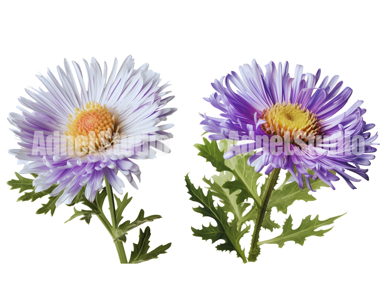 Watercolor Aster Clipart - Watercolor Botanical Aster Png, Aster Flower ...