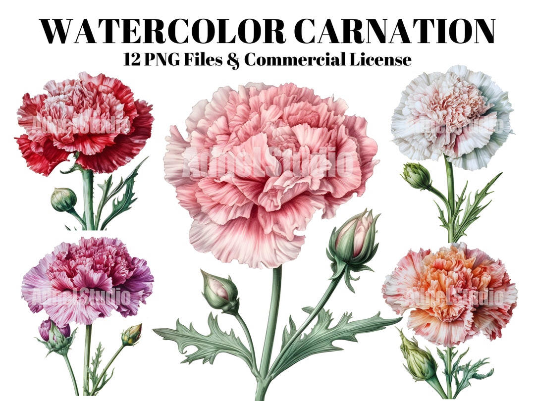 Watercolor Carnation Clipart Watercolor Botanical Carnation - Etsy