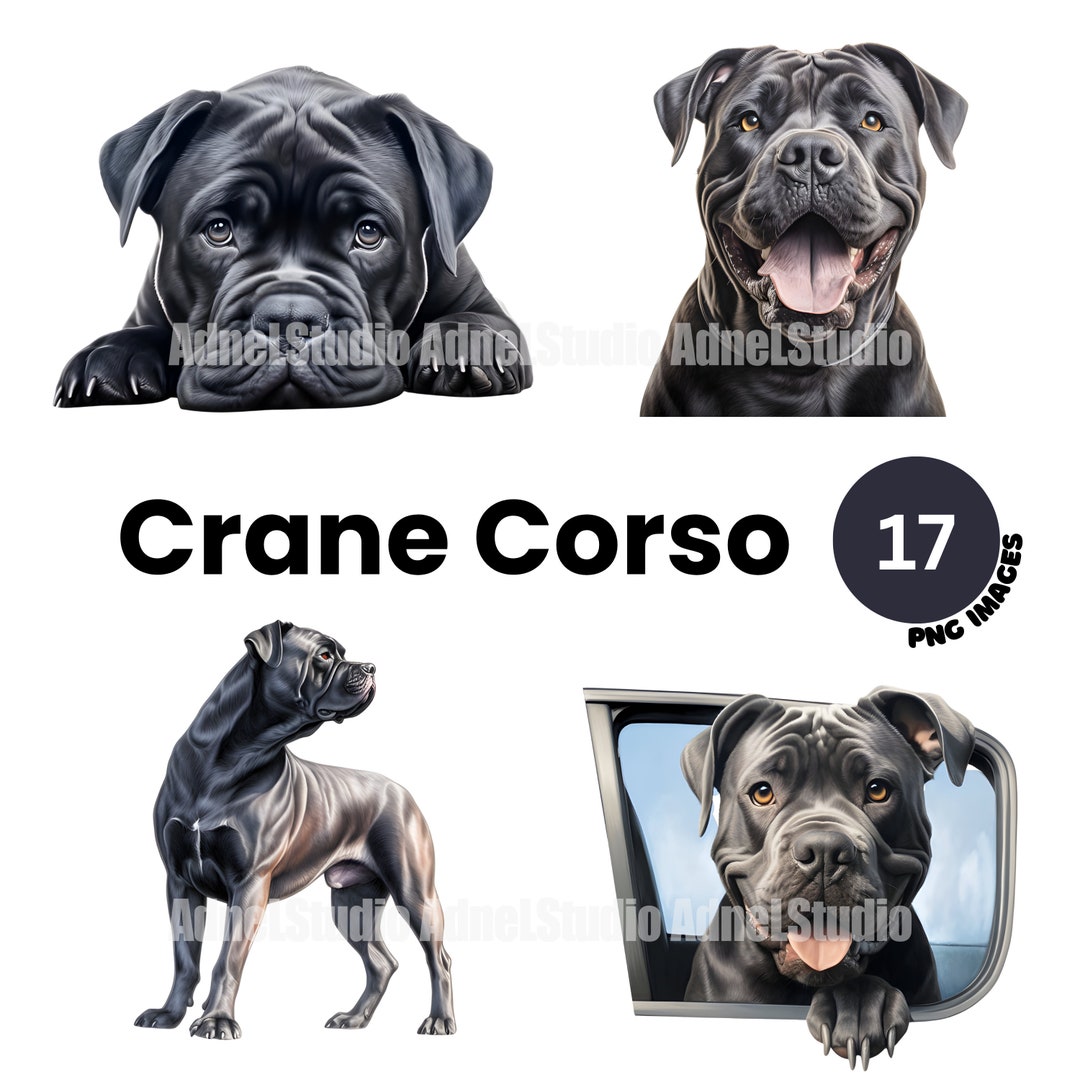 Cane Corso Clipart - Watercolor Cane Corso Png, Cute Dog Clipart ...