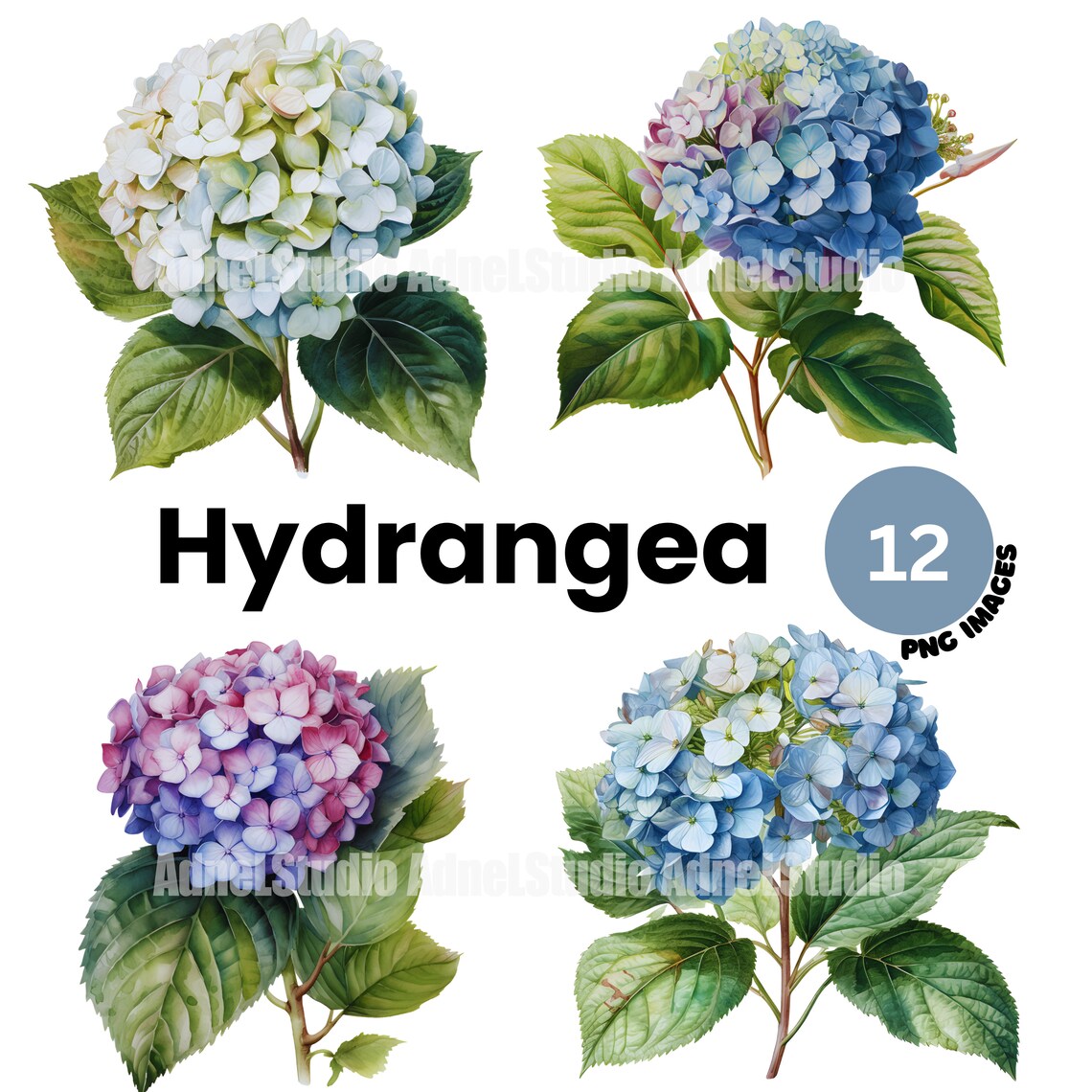Watercolor Hydrangea Clipart - Watercolor Botanical Hydrangea Png, Wild ...