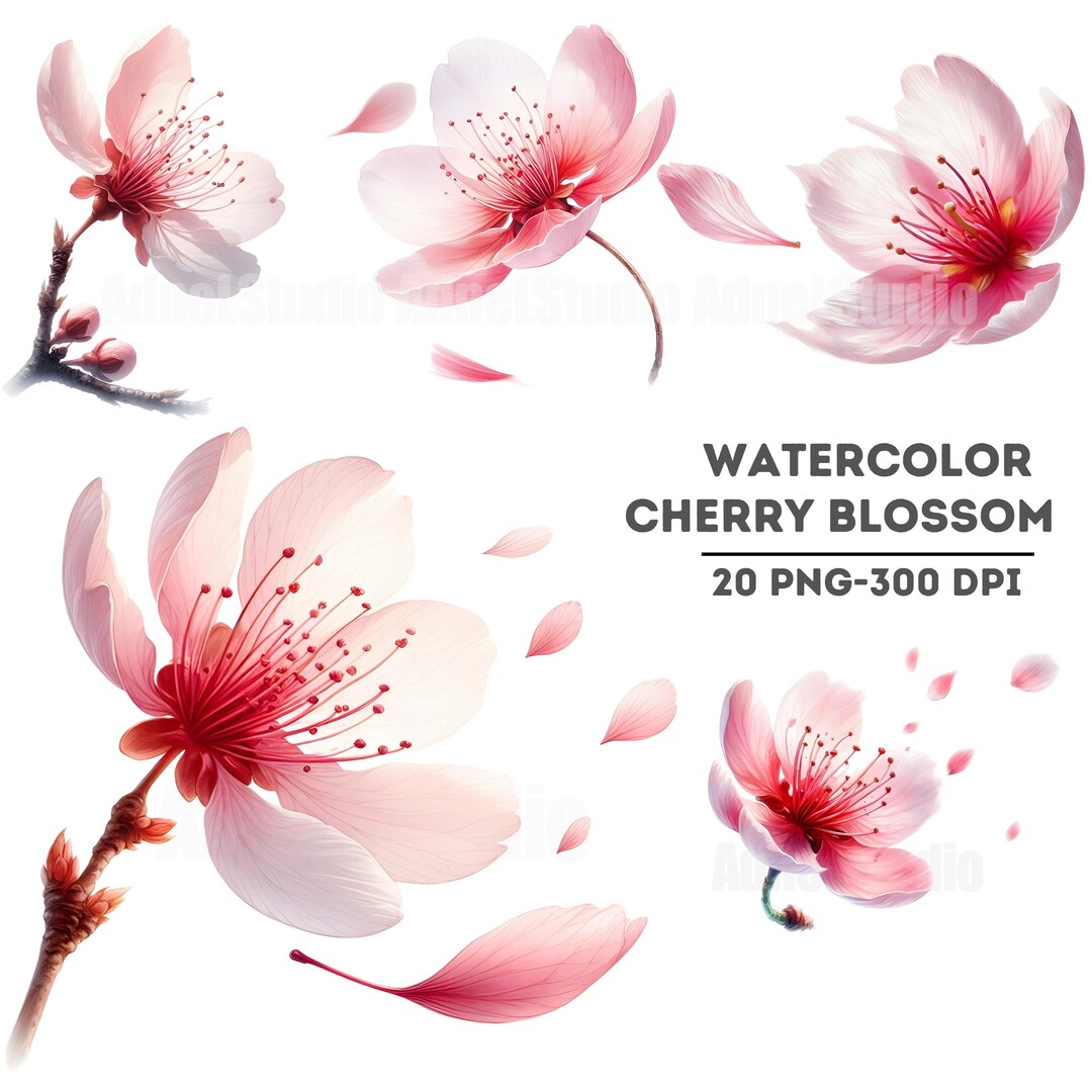 Watercolor Cherry Blossom Clipart Set, Sakura Floral PNG Pack, Pink ...