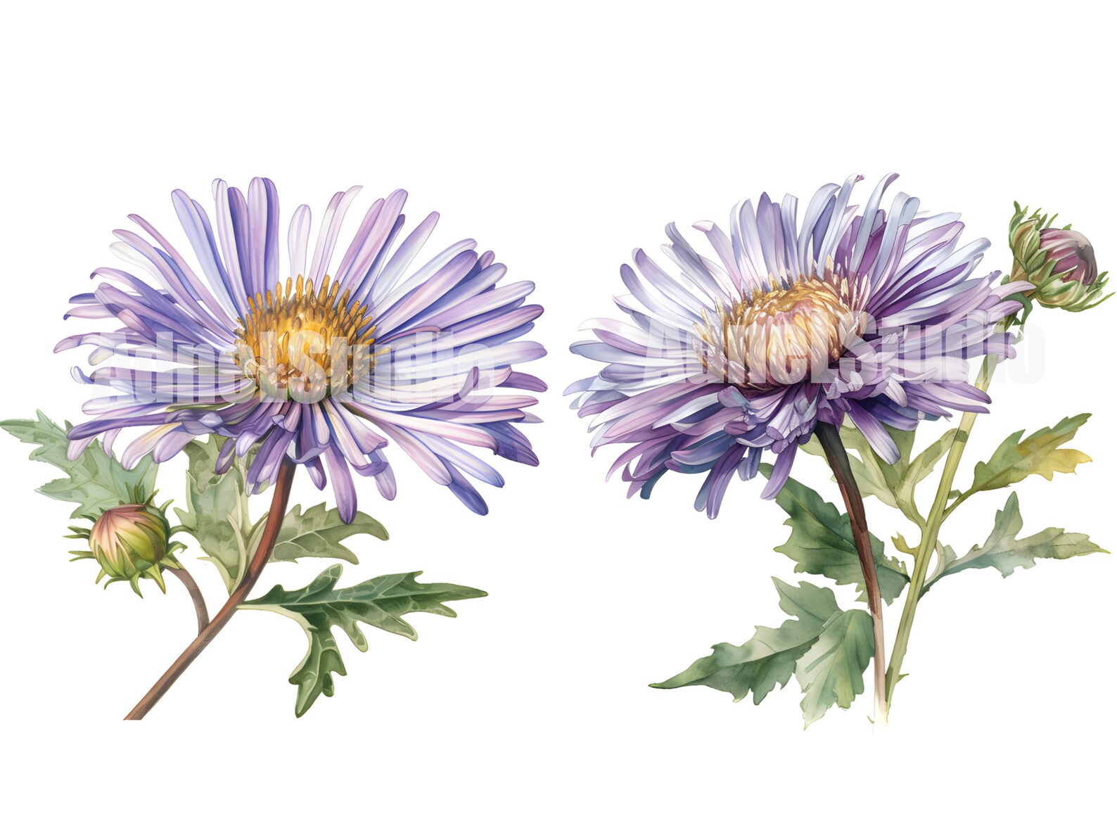 Watercolor Aster Clipart - Watercolor Botanical Aster Png, Aster Flower ...