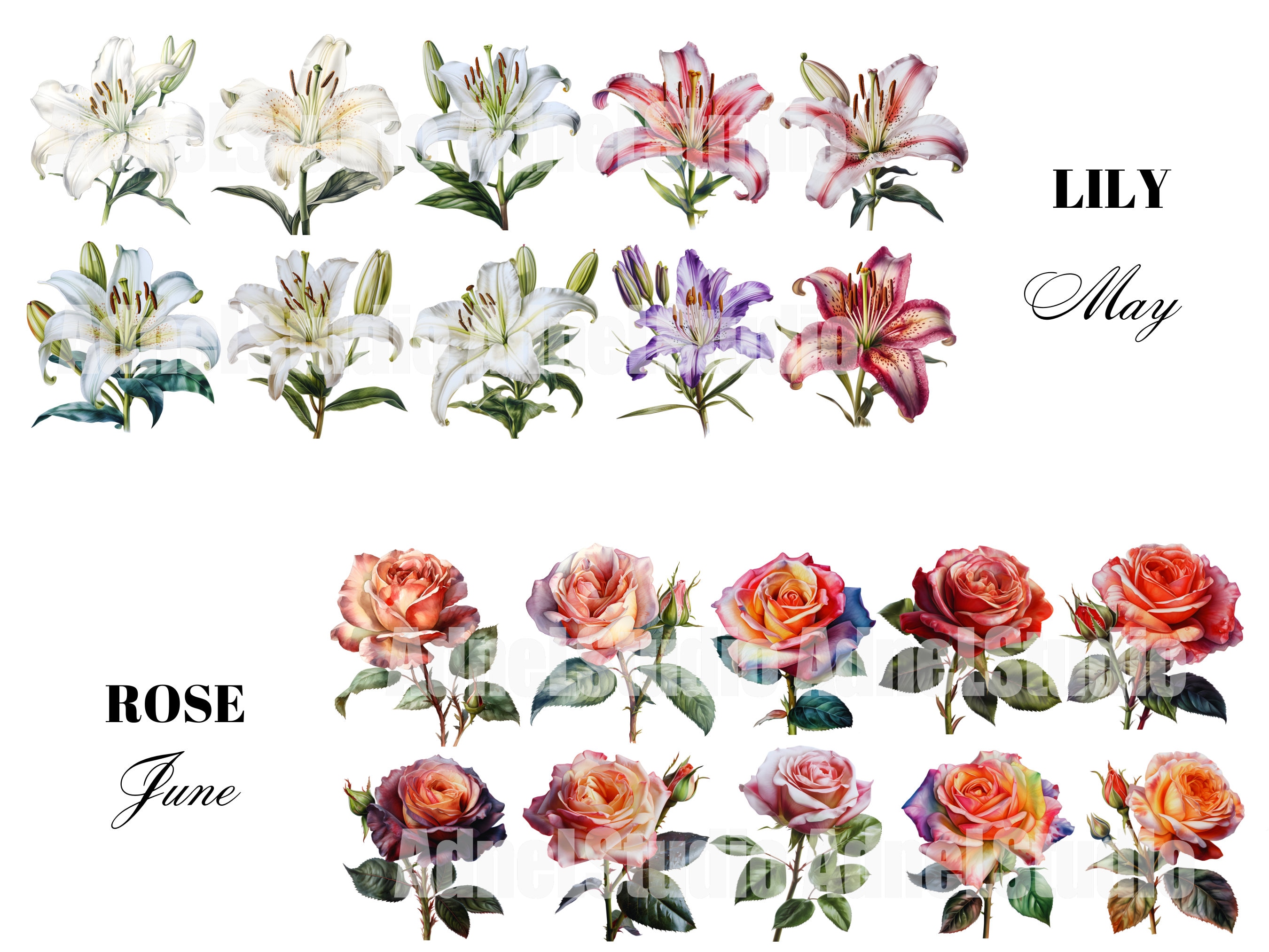 Birth Month Flowers Clipart Watercolor Botanical Birth - Etsy Australia