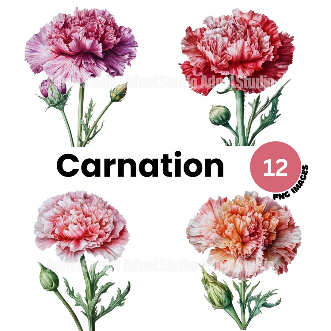 Watercolor Carnation Clipart - Watercolor Botanical Carnation Png ...