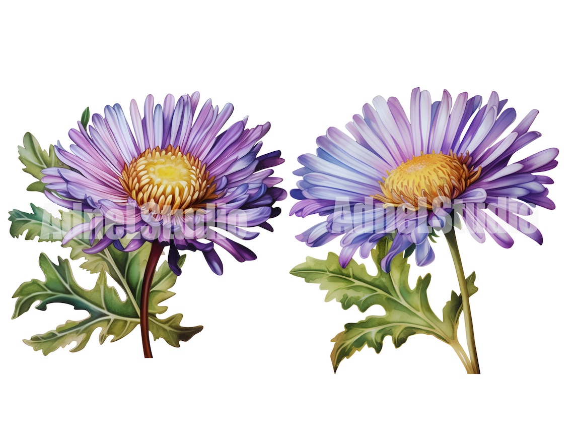 Watercolor Aster Clipart - Watercolor Botanical Aster Png, Aster Flower ...