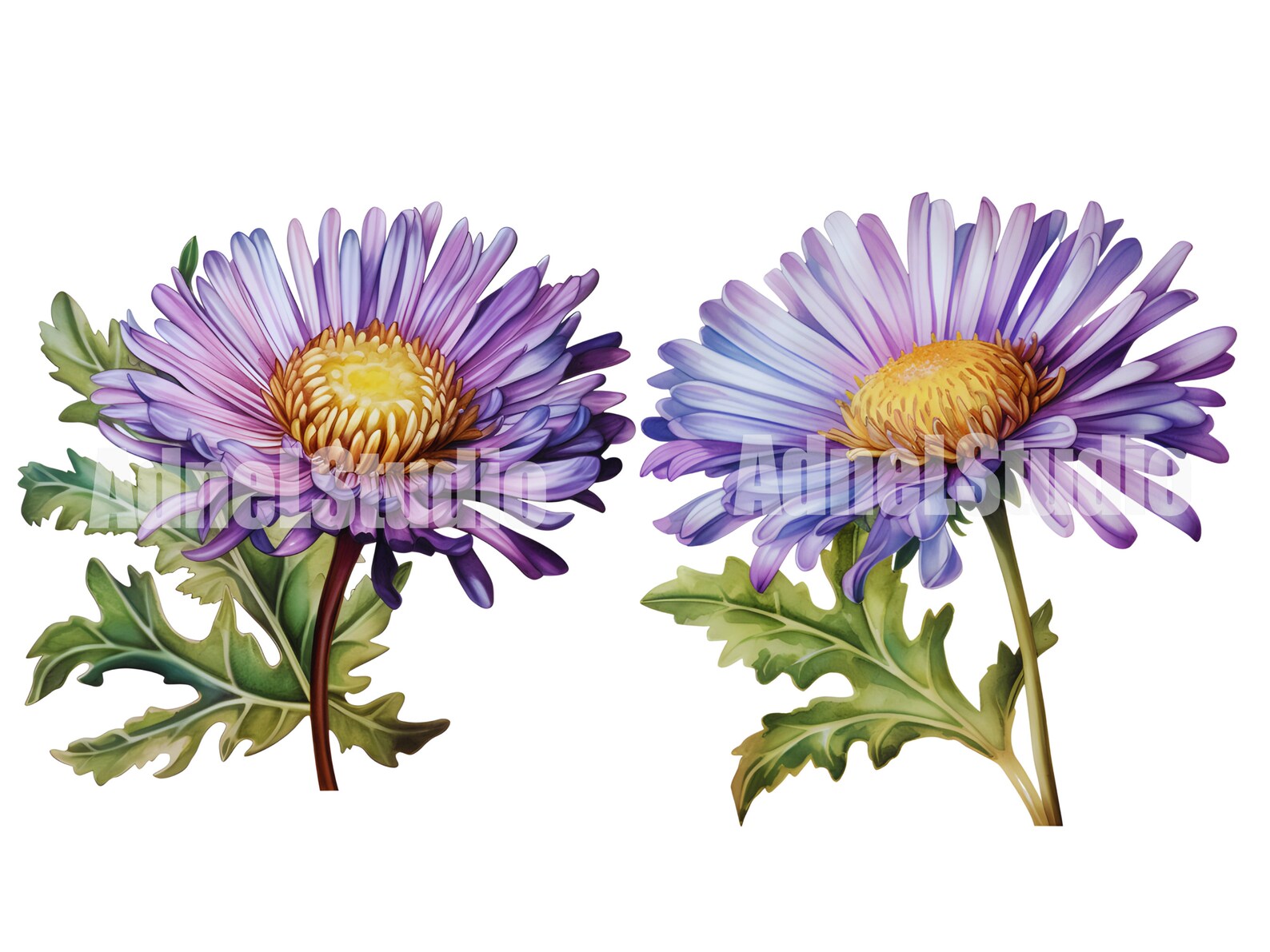 Watercolor Aster Clipart Watercolor Botanical Aster Png, Aster Flower ...
