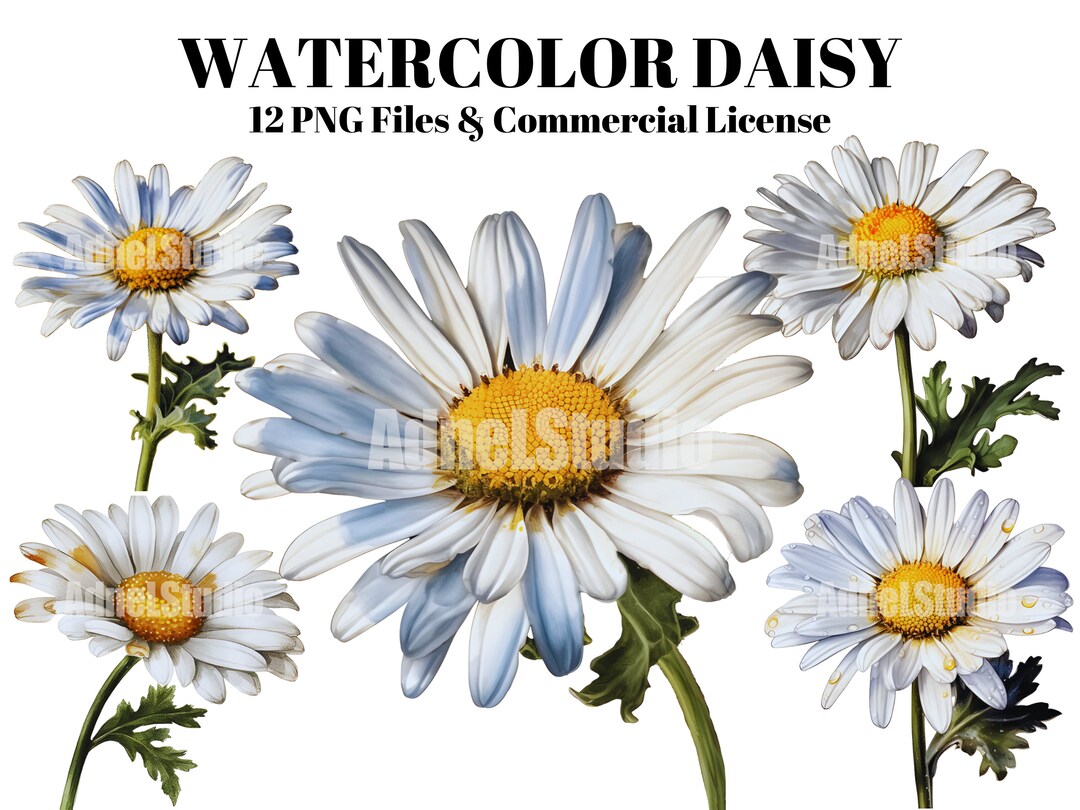 Watercolor Daisy Clipart watercolor Botanical Daisy Png - Etsy