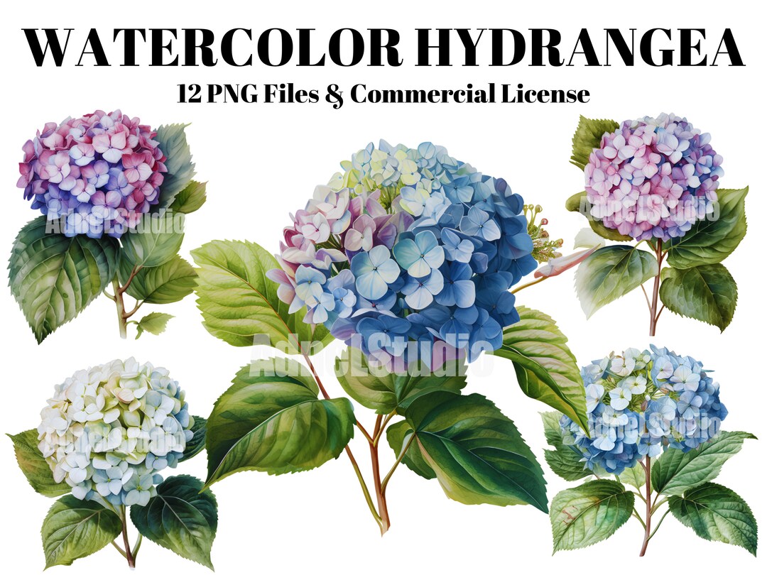 Watercolor Hydrangea Clipart Watercolor Botanical Hydrangea - Etsy