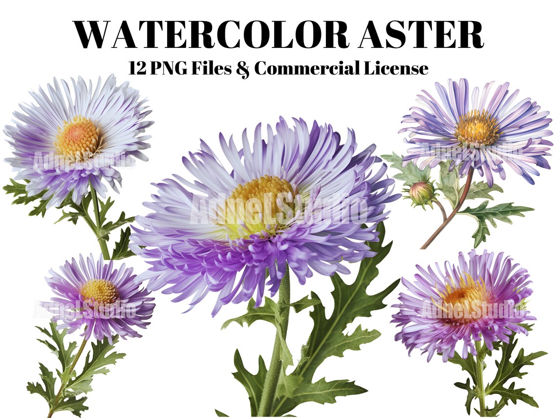 Watercolor Aster Clipart Watercolor Botanical Aster Png - Etsy