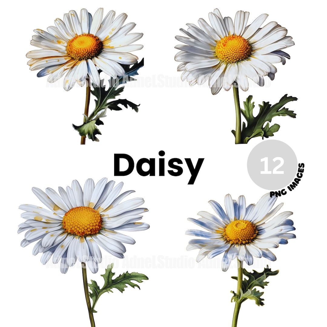 Watercolor Daisy Clipart -watercolor Botanical Daisy Png, Daisy ...