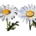Watercolor Daisy Clipart watercolor Botanical Daisy Png - Etsy