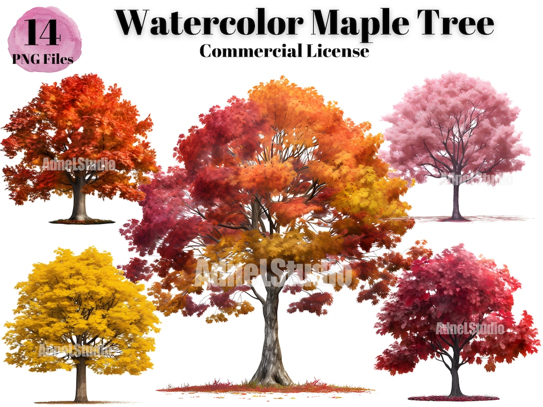 Watercolor Maple Tree Clipart Autumn Maple Tree Clipart - Etsy