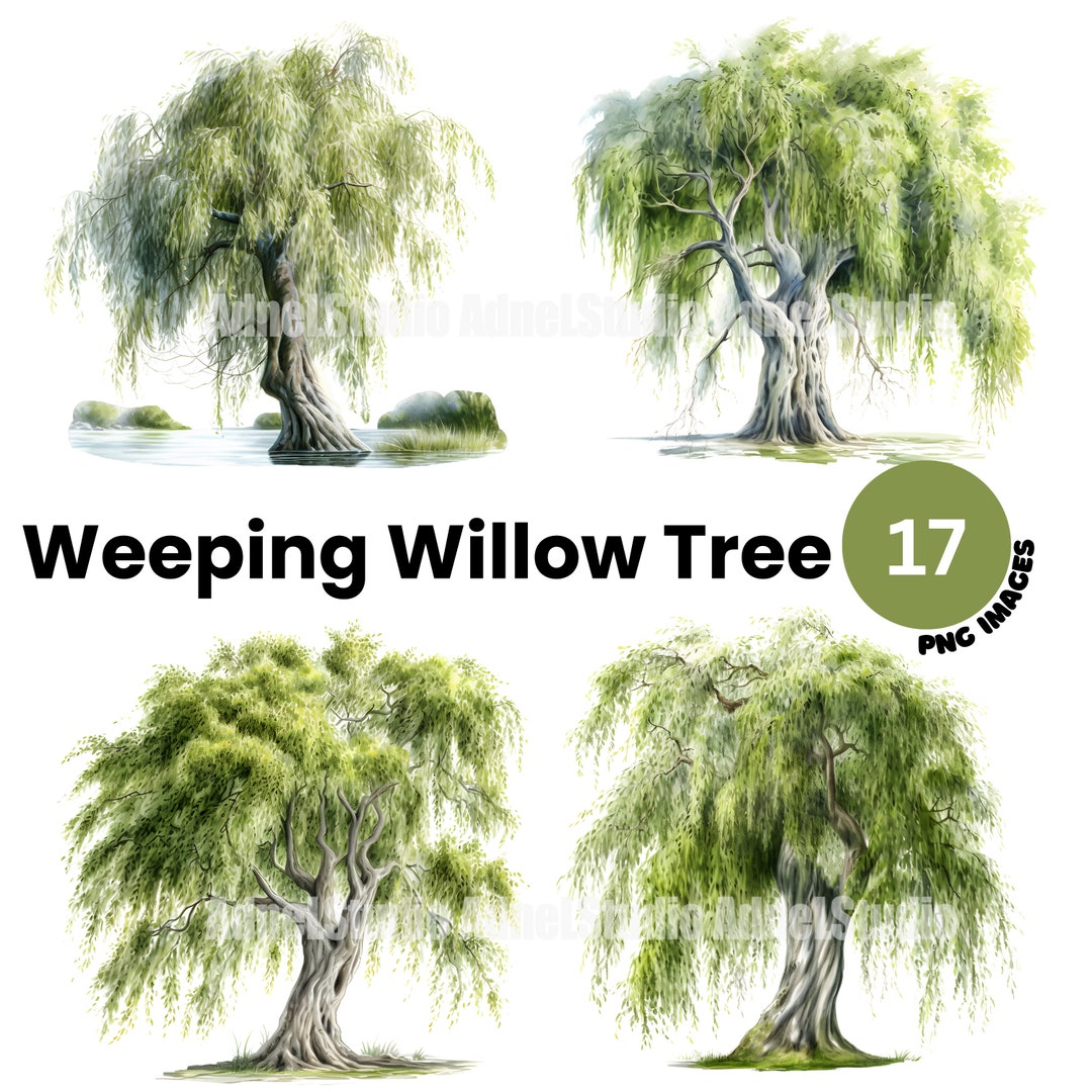 Watercolor Willow Tree Clipart - Weeping Willow Tree Landscape Clipart ...