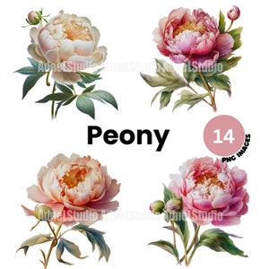 Watercolor Peony Clipart - Watercolor Botanical Peony Flower Clipart ...