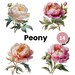 Watercolor Peony Clipart Watercolor Botanical Peony Flower Clipart, DIY ...