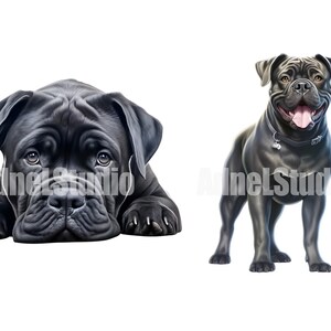 Cane Corso Clipart - Watercolor Cane Corso Png, Cute Dog Clipart ...