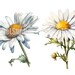 Watercolor Daisy Clipart watercolor Botanical Daisy Png - Etsy