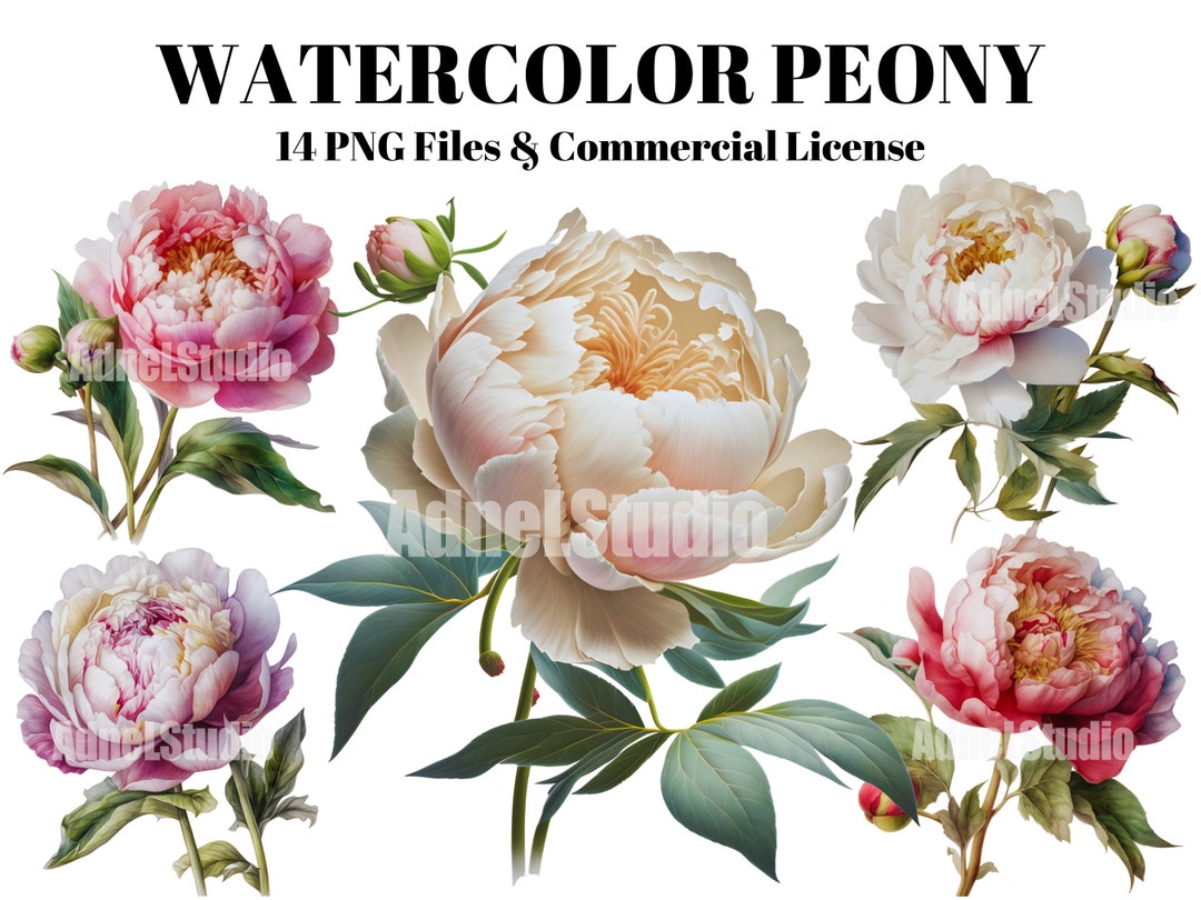 Watercolor Peony Clipart Watercolor Botanical Peony Flower - Etsy