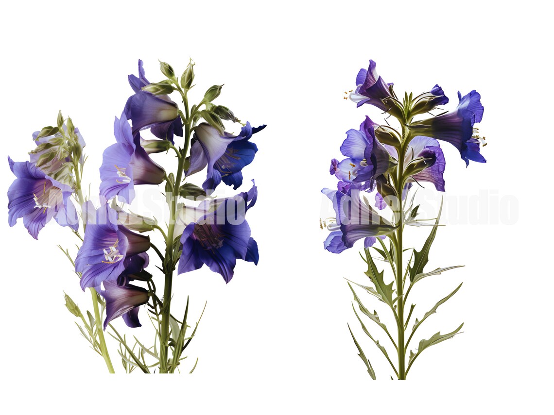Watercolor Larkspur Clipart Watercolor Botanical Larkspur - Etsy