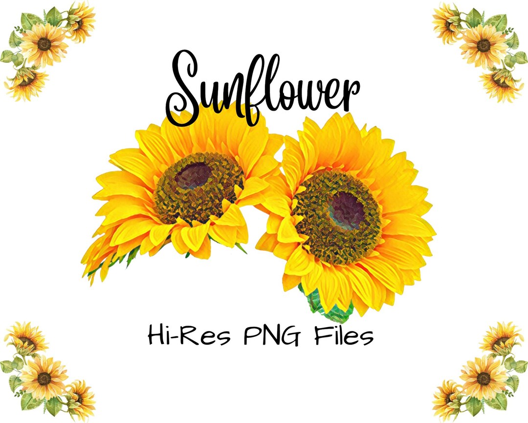 Sunflower PNG, PNG File, Sunflower Pictures, Sunflower Digital Download ...