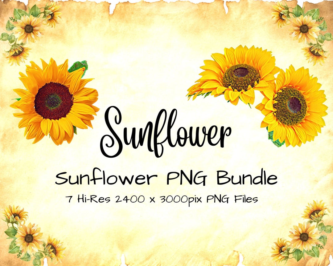 Sunflower PNG, PNG File, PNG Bundle, Sunflower Digital Download ...