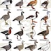 Goose Species SVG, Goose Svg, Geese Svg, Canada Goose Svg, Snow Goose ...