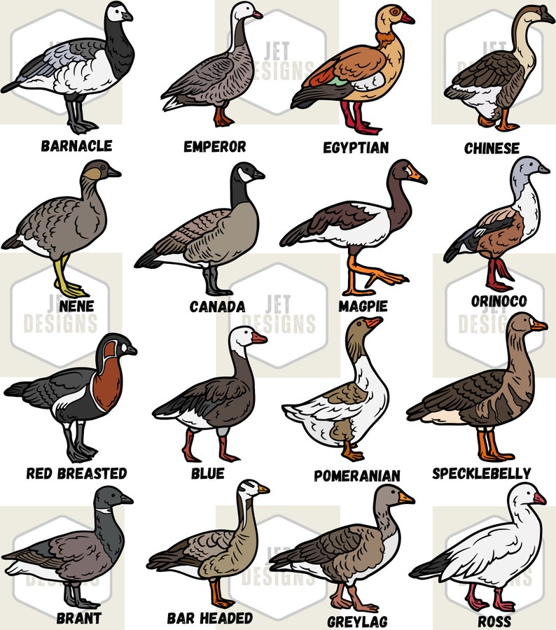 Goose Species SVG, Goose Svg, Geese Svg, Canada Goose Svg, Snow Goose ...
