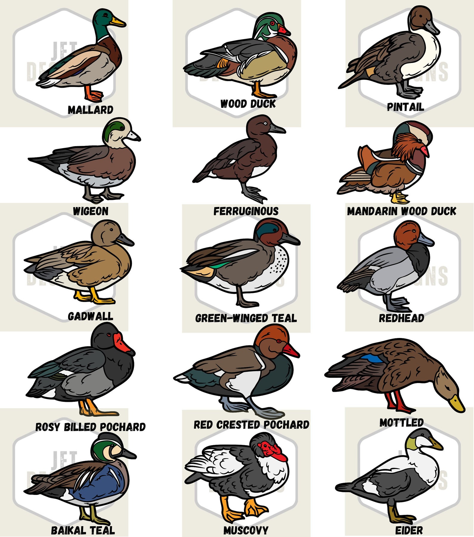 Duck Species SVG Bundle, Mallard, Pintail (digital Download) - Etsy