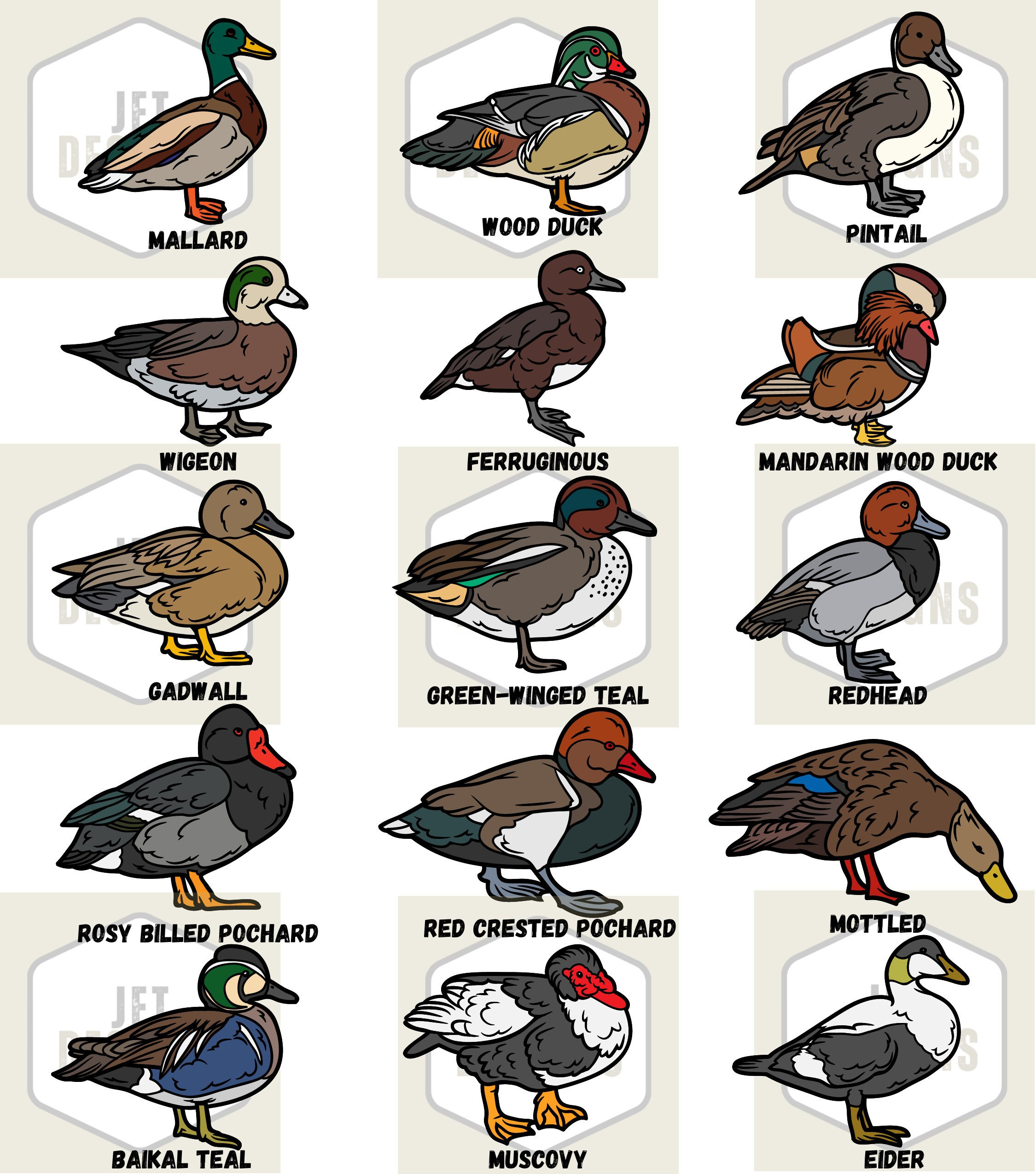 Duck Species SVG, Duck Svg, Ducks Svg, Mallard Svg, Mallard Duck Svg ...