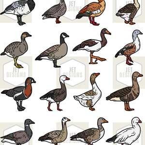 Goose Species SVG, Goose Svg, Geese Svg, Canada Goose Svg, Snow Goose ...