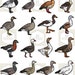 Goose Species SVG, Goose Svg, Geese Svg, Canada Goose Svg, Snow Goose ...