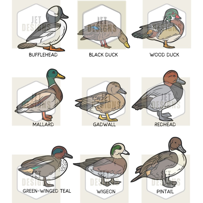 Duck Species SVG, Duck Svg, Ducks Svg, Mallard Svg, Mallard Duck Svg ...