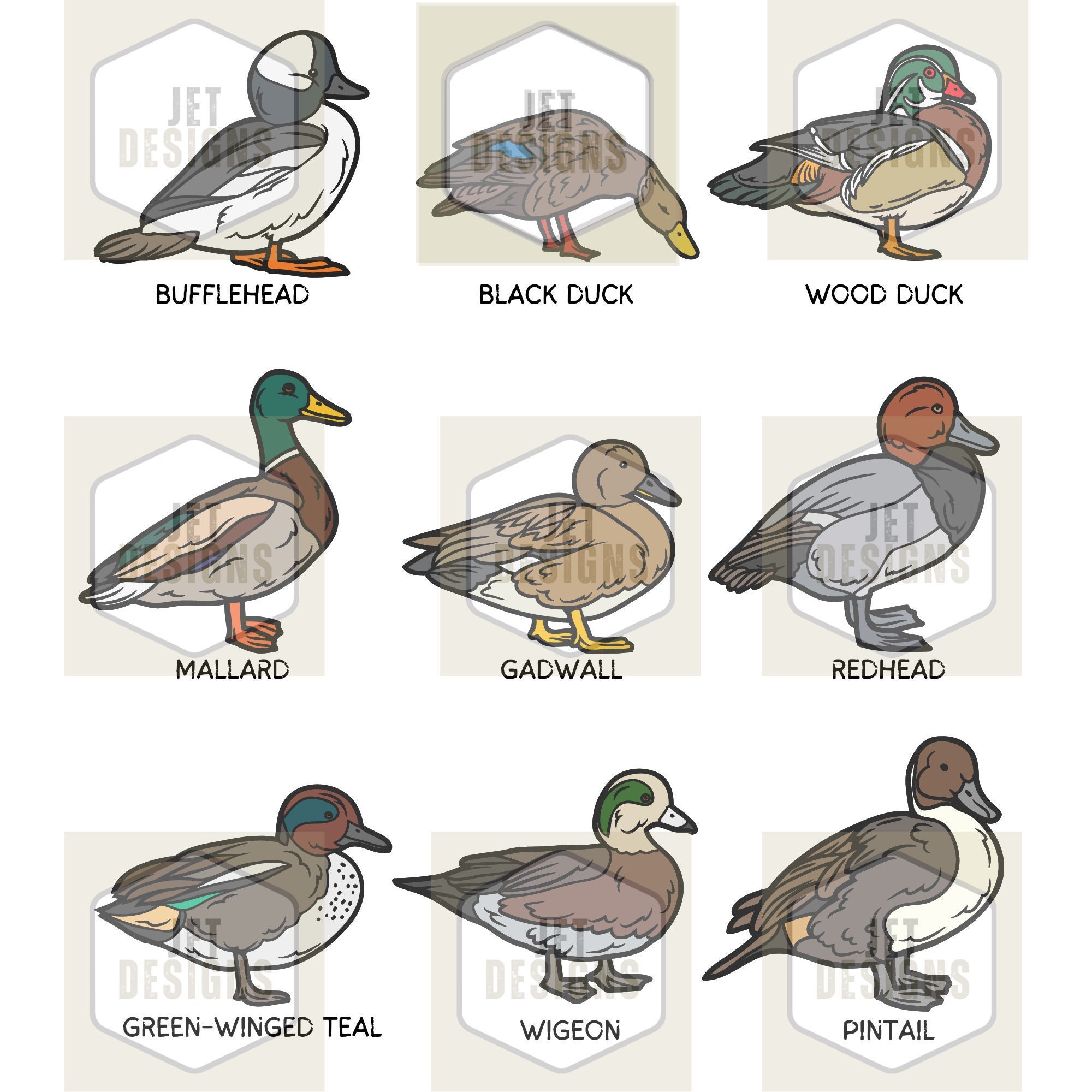 Mallard Identification